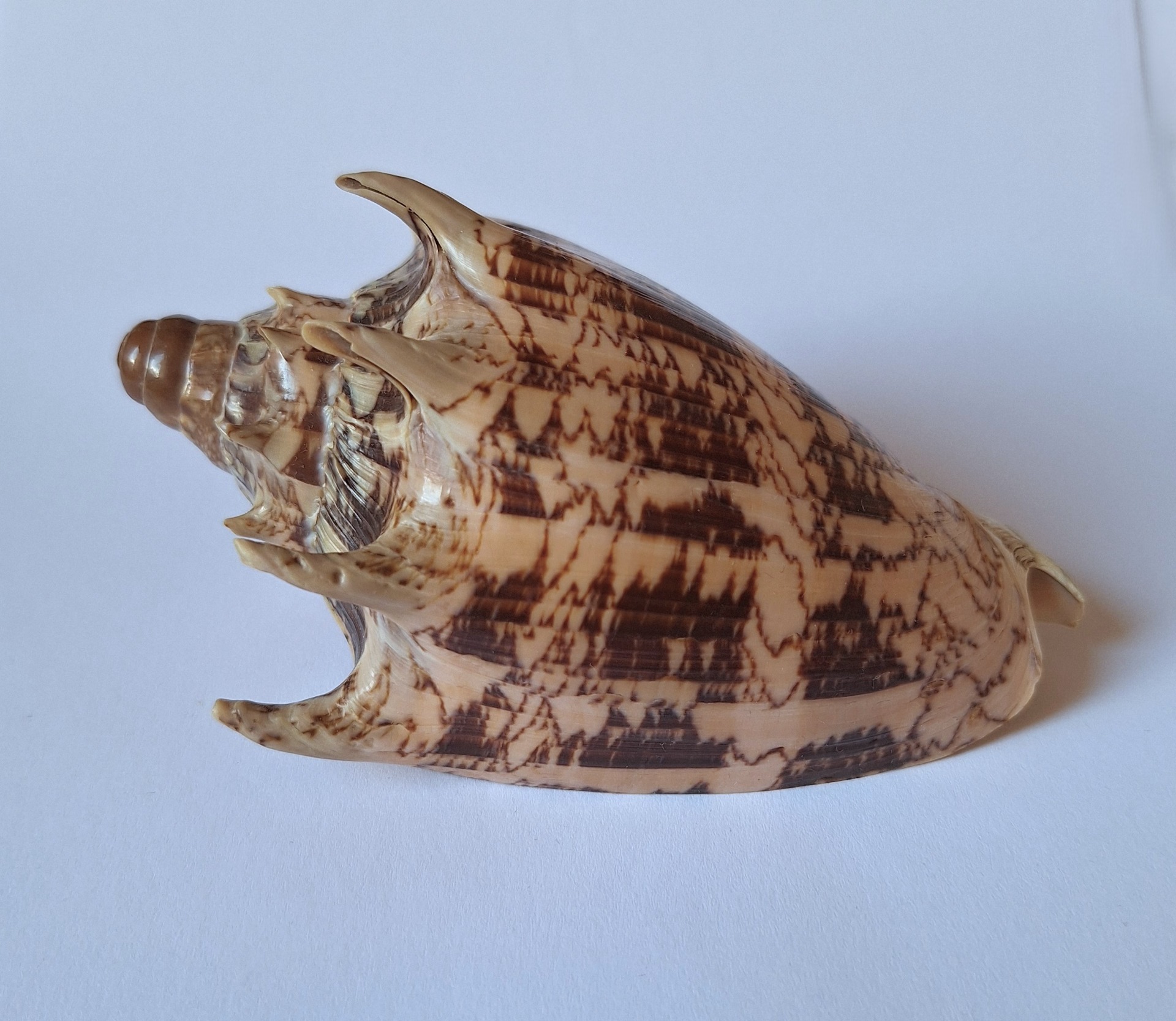 Cymbiola imperialis - BEAUTIFUL :: SHELLS FOR YOU.CZ